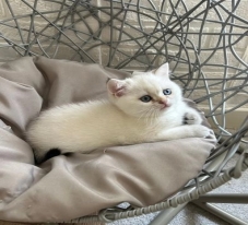 Bellissima cucciolata di gattini British Shorthair